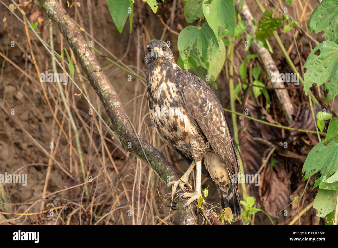 Pacaya Samiria Reserve, Peru, South America. Juvenile Great Black Hawk ...