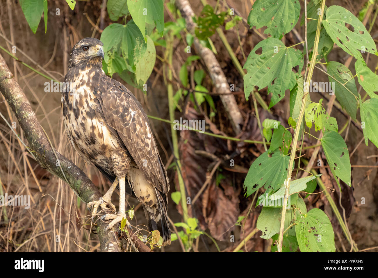 Pacaya Samiria Reserve, Peru, South America. Juvenile Great Black Hawk ...