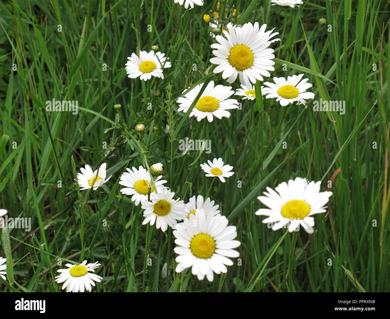 White flower yellow centers hi-res stock photography and images - Alamy