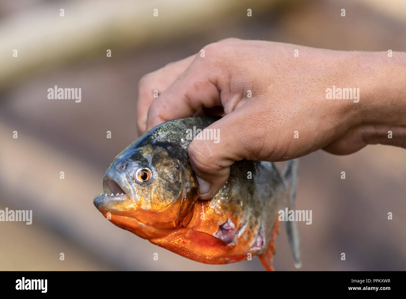 Amazon man caught fish hi-res stock photography and images - Alamy