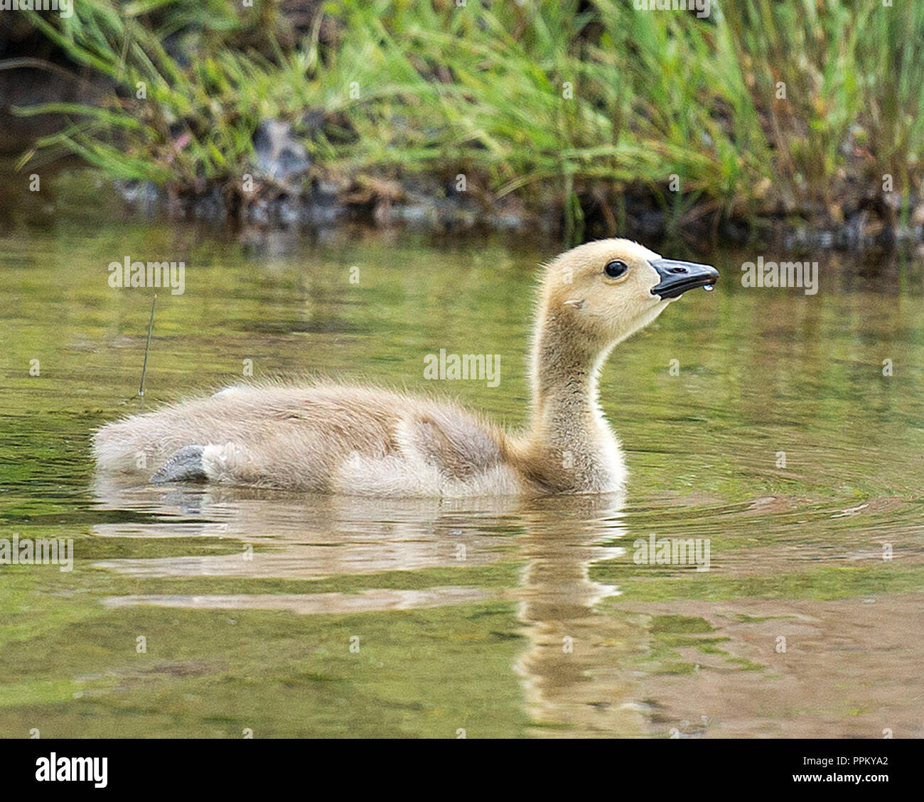 Baby Canadian Geese High Resolution Stock Photography and Images - Alamy