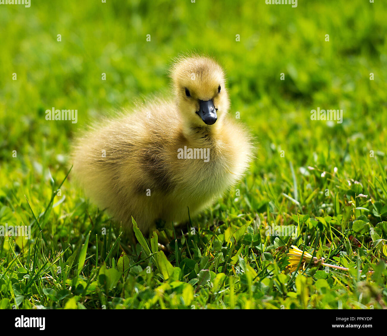 Canadian Geese baby enjoying its surrounding Stock Photo - Alamy