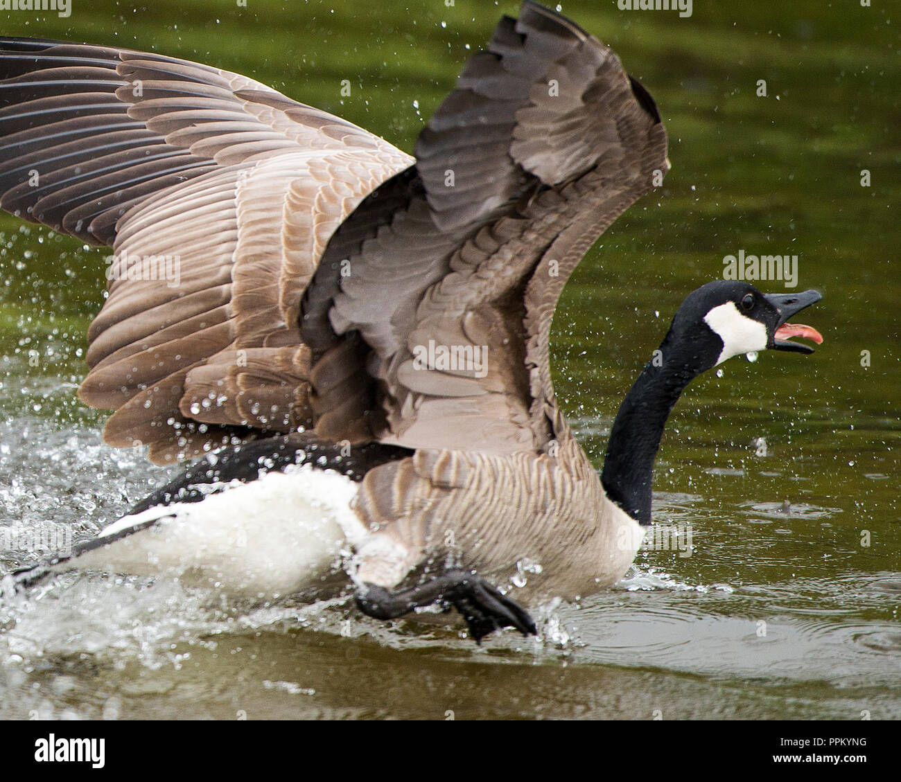 Canadian Geese enjoying its surrounding Stock Photo - Alamy