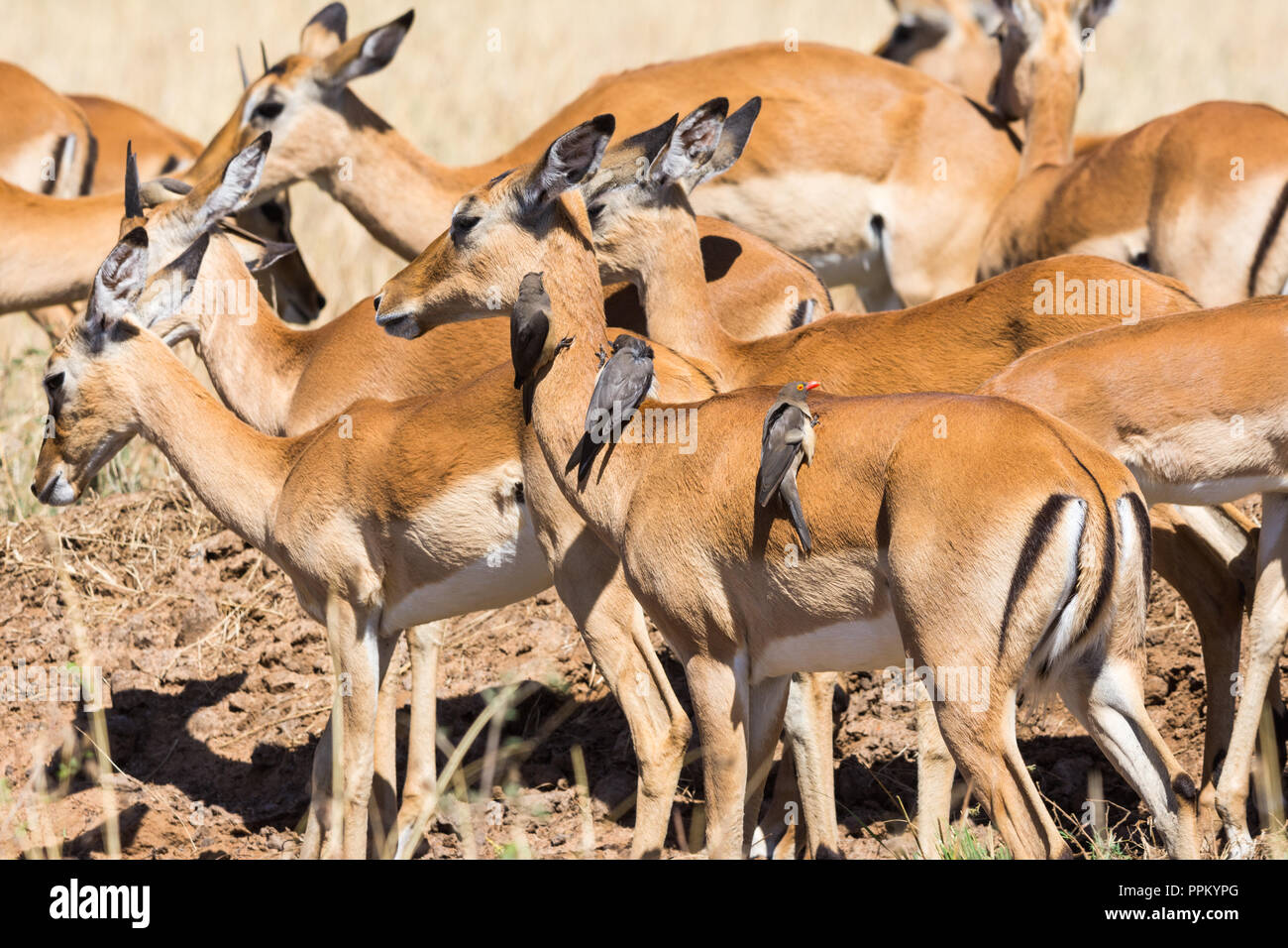 Red-billed oxpecker on Impala gazelle, Maasai Mara National Reserve ...