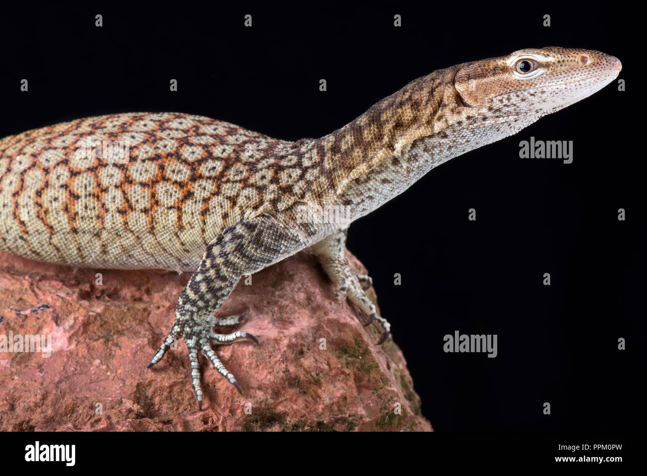 Varanus tristis orientalis hi-res stock photography and images - Alamy