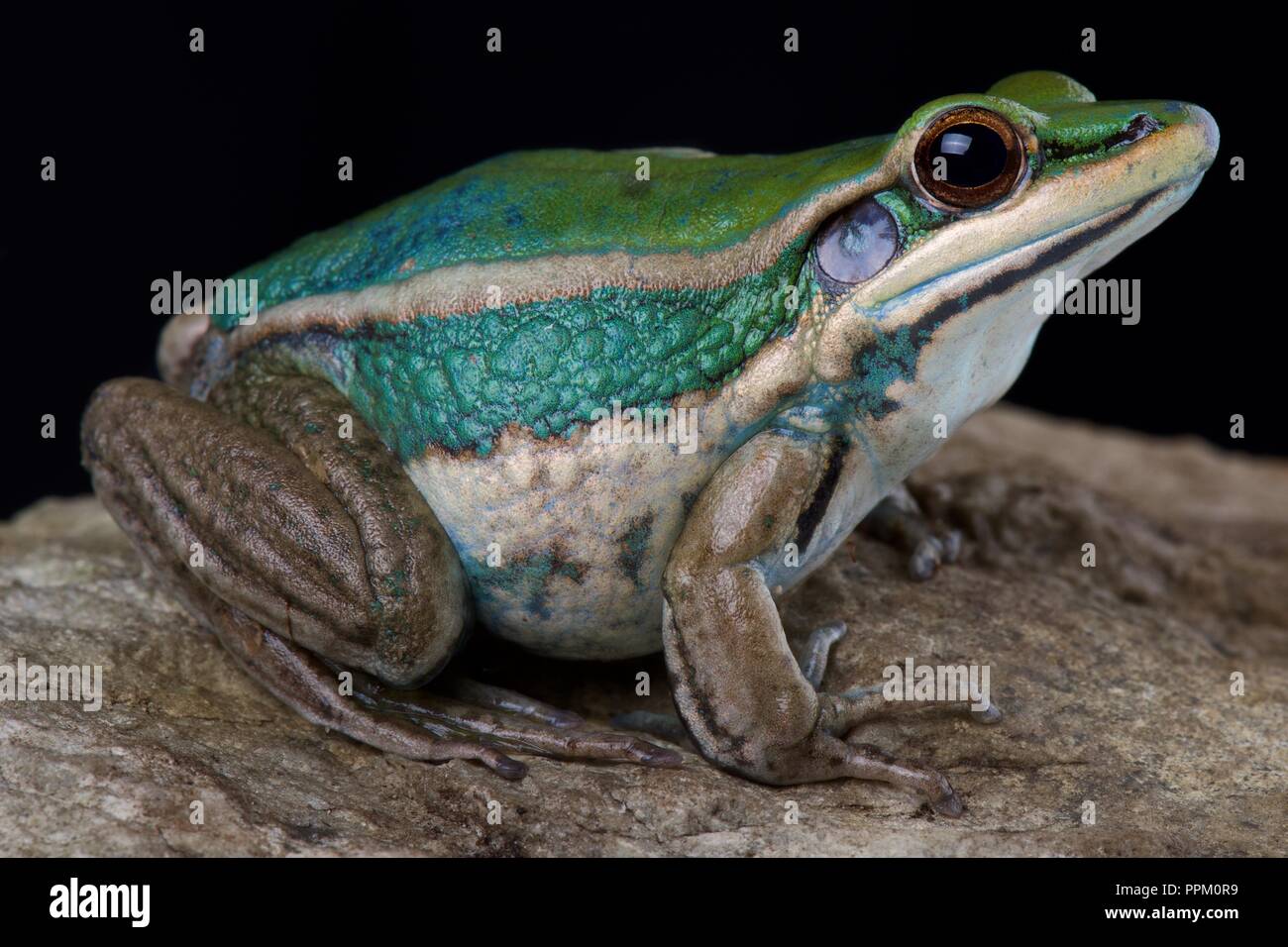 Common green frog (Hylarana erythraea Stock Photo - Alamy