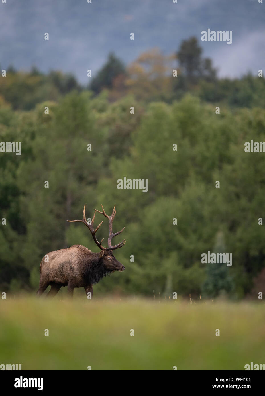 Bull Elk During the Rut Stock Photo - Alamy