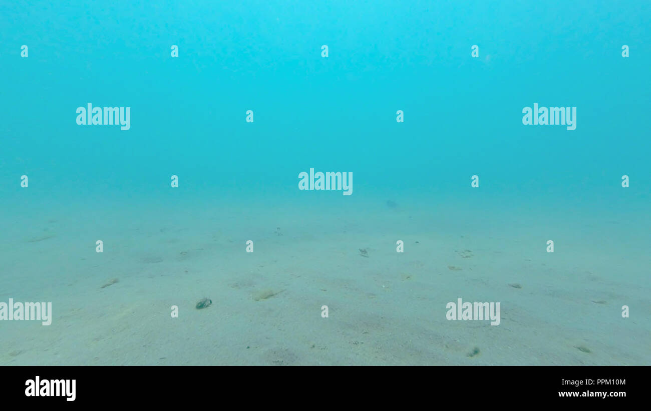 Photo underwater sandy bottom of the black sea in summer Stock Photo ...