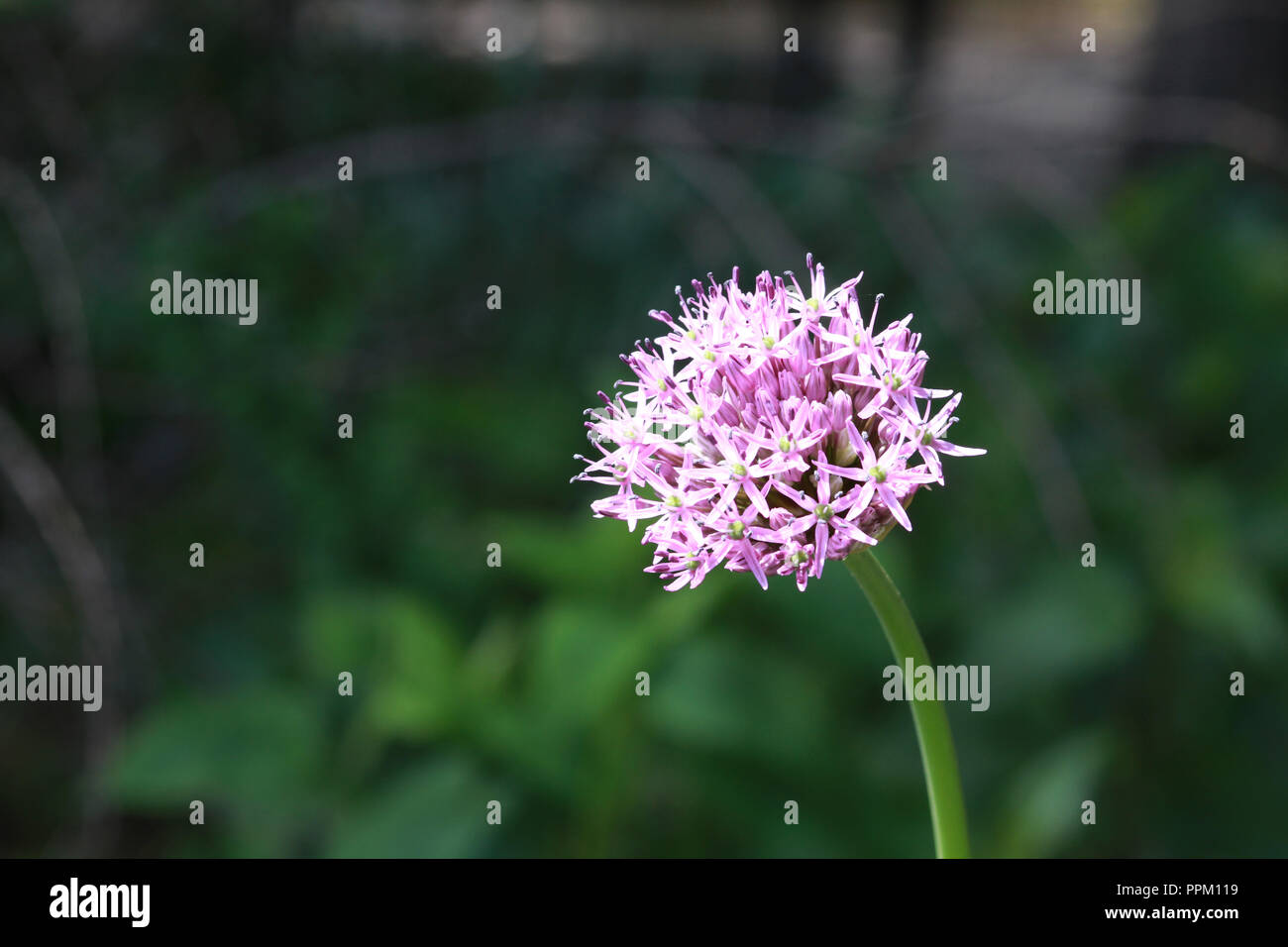 Iconic spring flower hi-res stock photography and images - Alamy