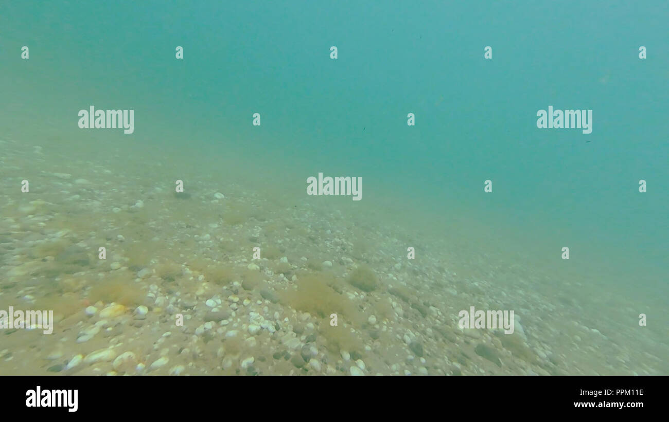 Algae pebbles underwater in hi-res stock photography and images - Alamy
