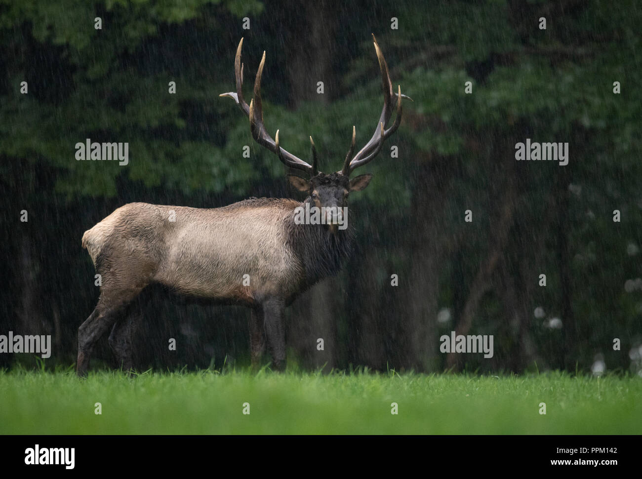Bull Elk During the Rut Stock Photo - Alamy