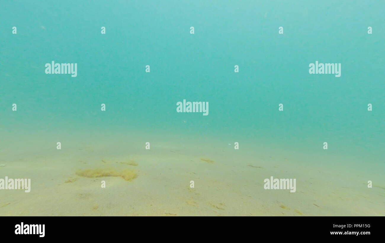 Photo underwater sandy bottom of the black sea in summer Stock Photo ...