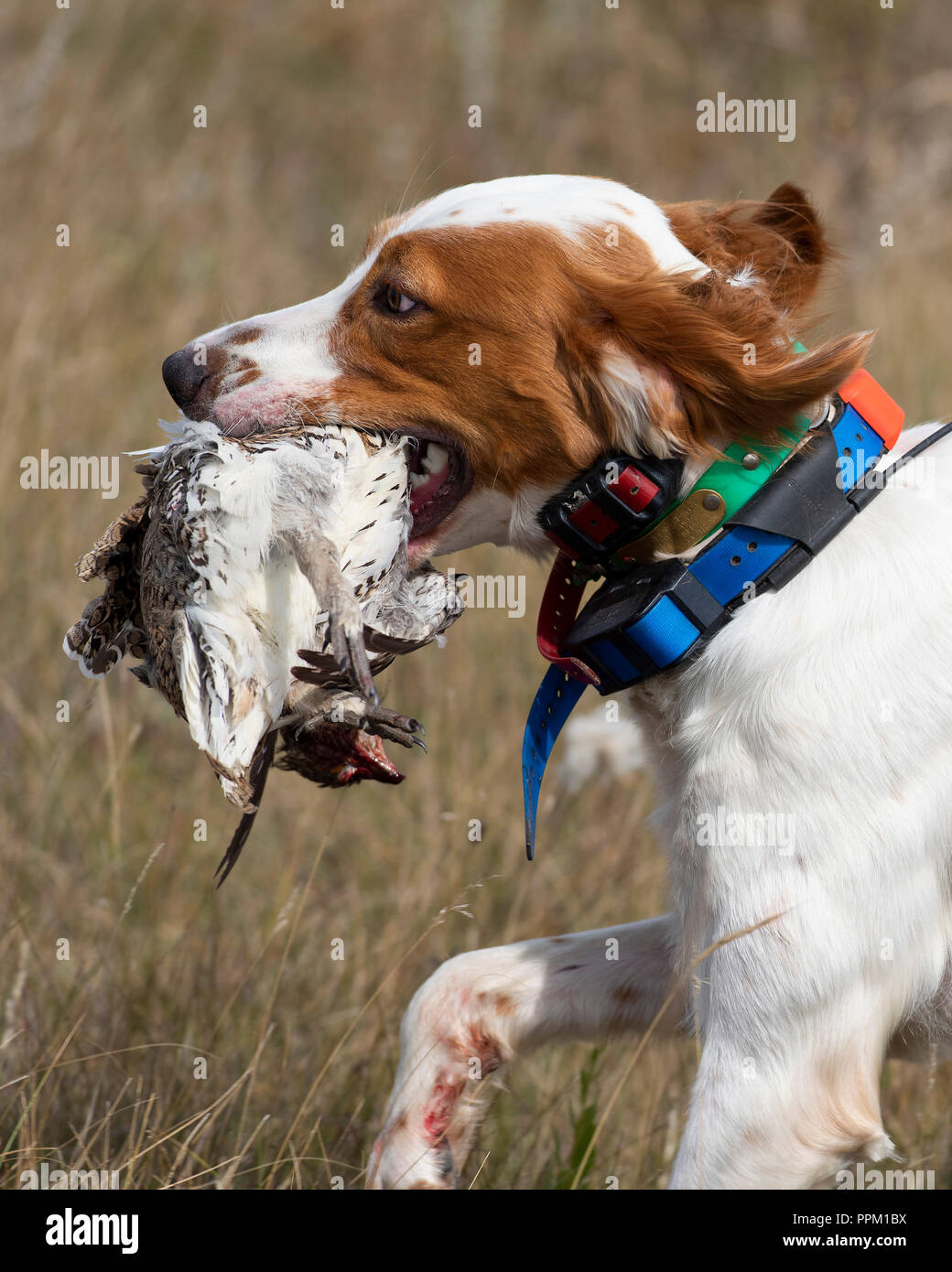 An English Setter with a Sharp-tail Grouse in North Dakota Stock Photo ...