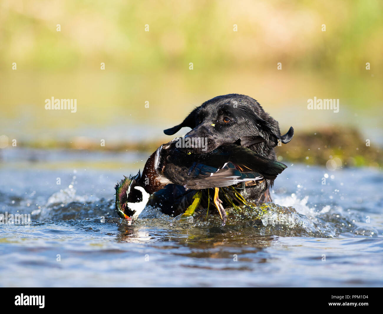 A Black Lab hunting dog with a Drake Wood Duck while duck hunting Stock ...