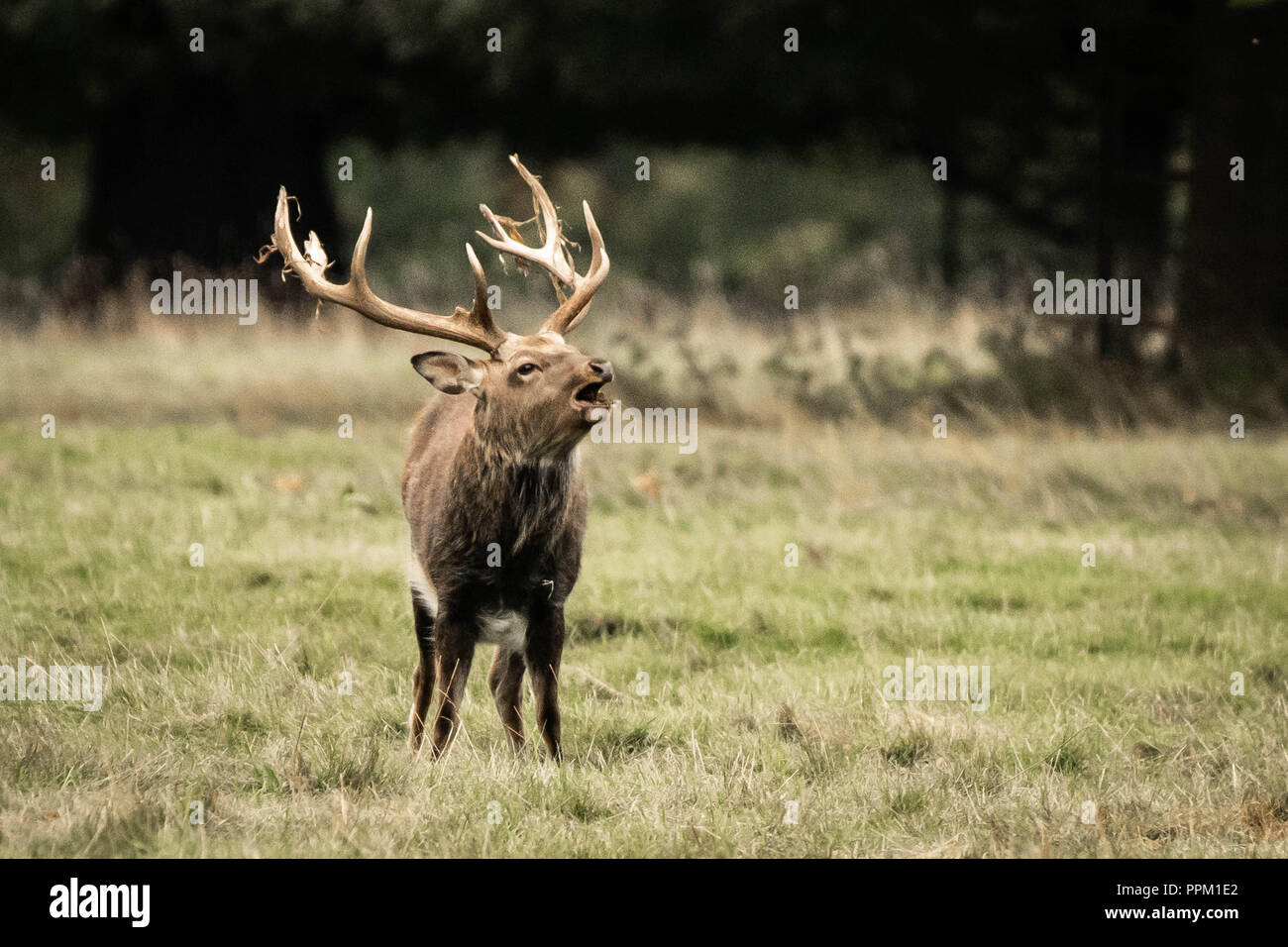 Red stag with large antlers calling in the Rut Stock Photo - Alamy