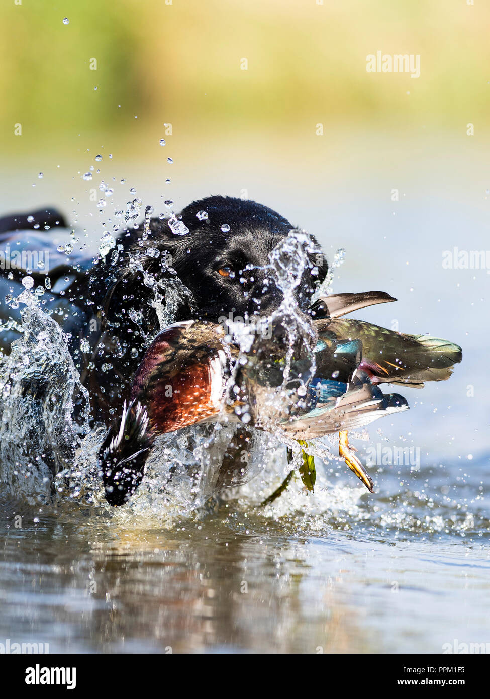 A Black Lab hunting dog with a Drake Wood Duck while duck hunting Stock ...