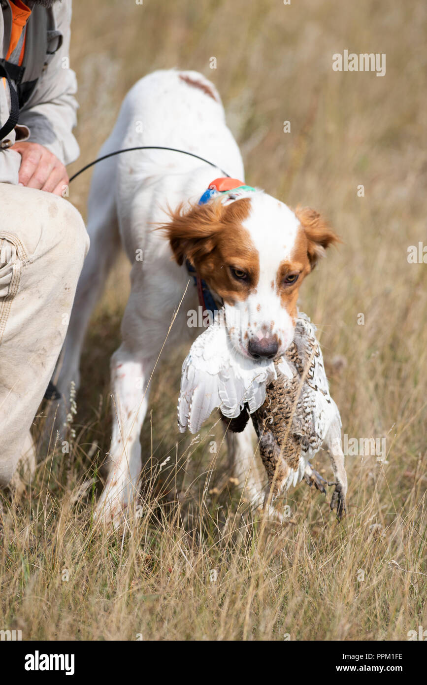 An English Setter with a Sharp-tail Grouse in North Dakota Stock Photo ...