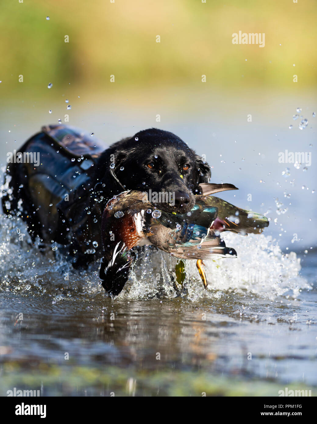 A Black Lab hunting dog with a Drake Wood Duck while duck hunting Stock ...