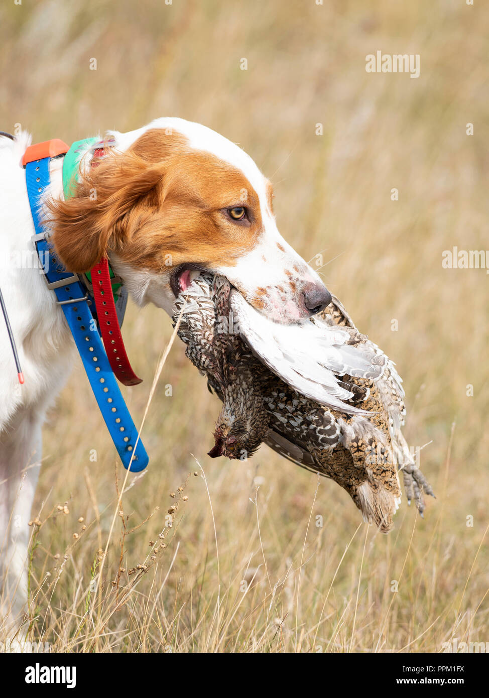 An English Setter with a Sharp-tail Grouse in North Dakota Stock Photo ...