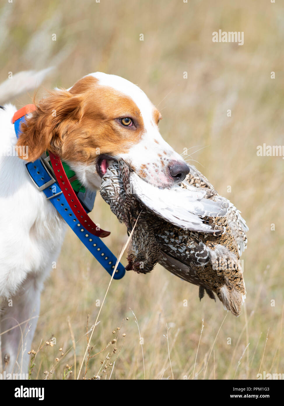 An English Setter with a Sharp-tail Grouse in North Dakota Stock Photo ...