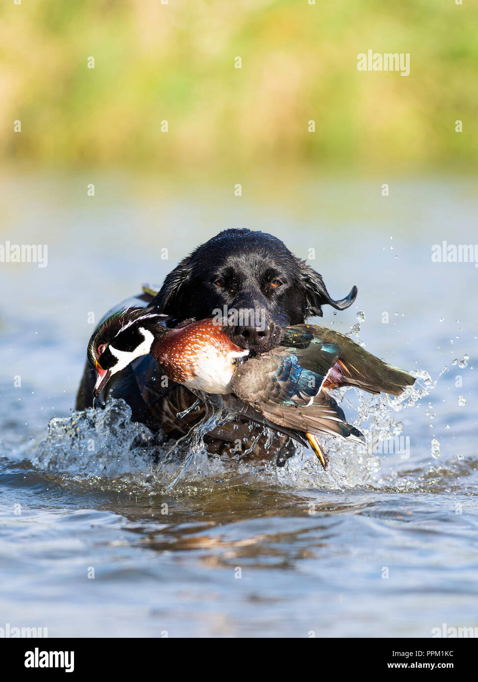 A Black Lab hunting dog with a Drake Wood Duck while duck hunting Stock ...