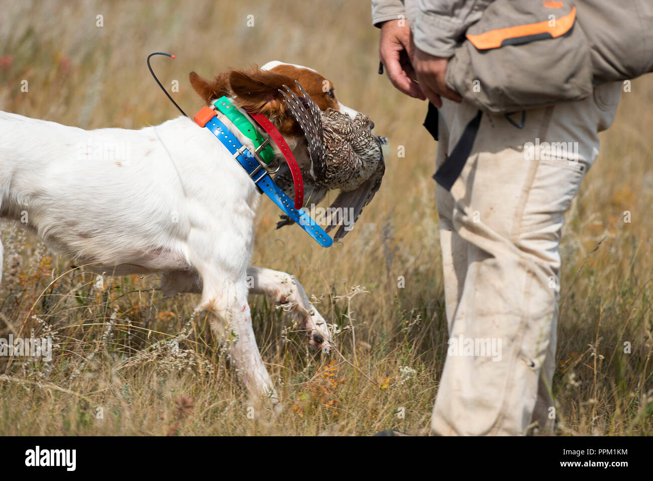 English setter grouse hi-res stock photography and images - Alamy