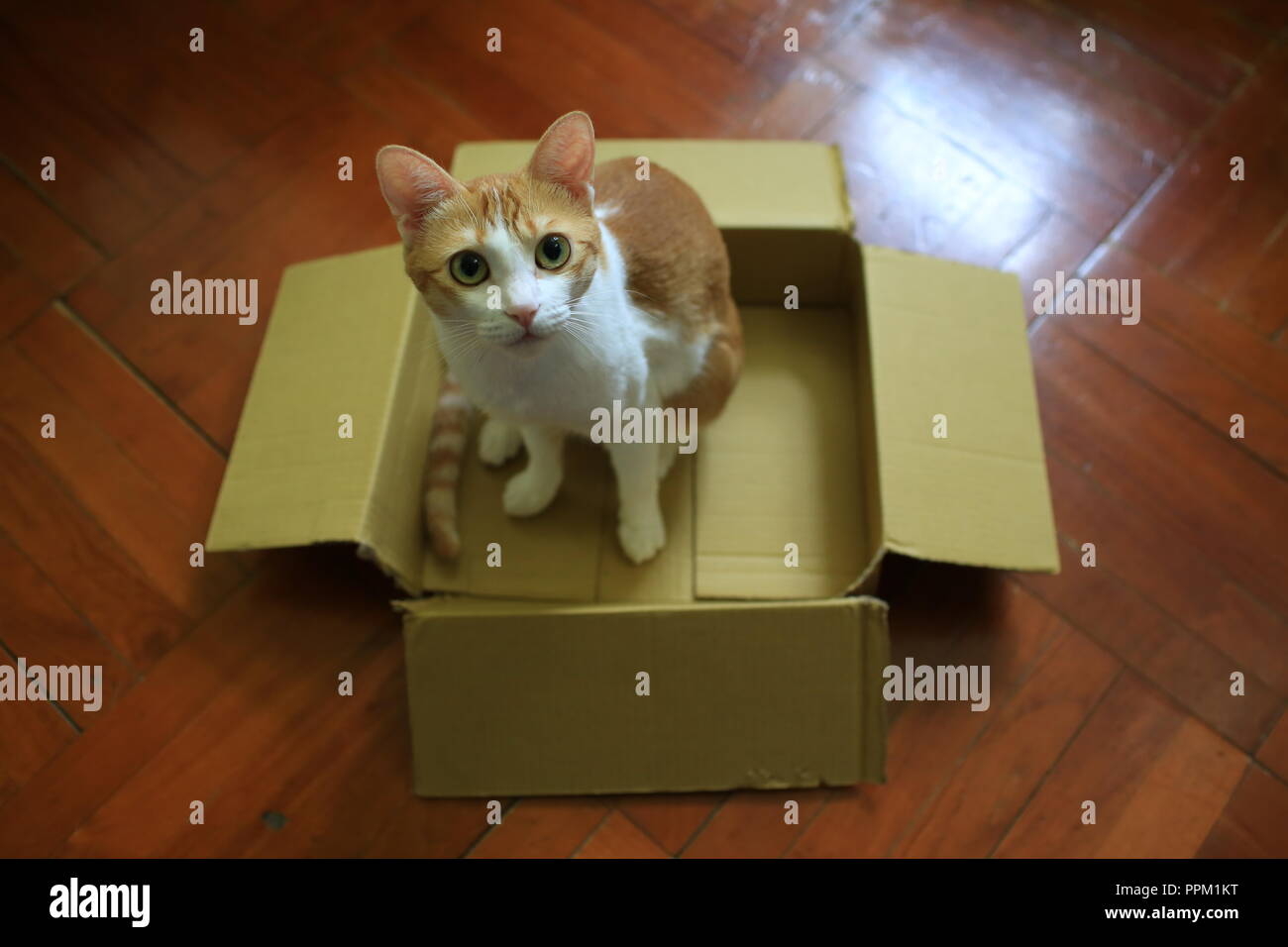 cat in box Stock Photo - Alamy