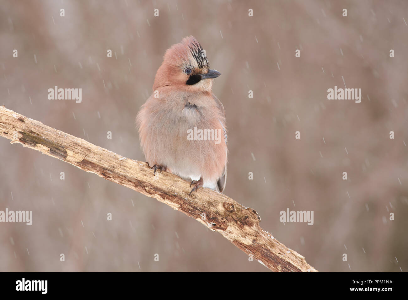 Eurasian jay (Garrulus glandarius) sits on a branch, lifting a crest ...