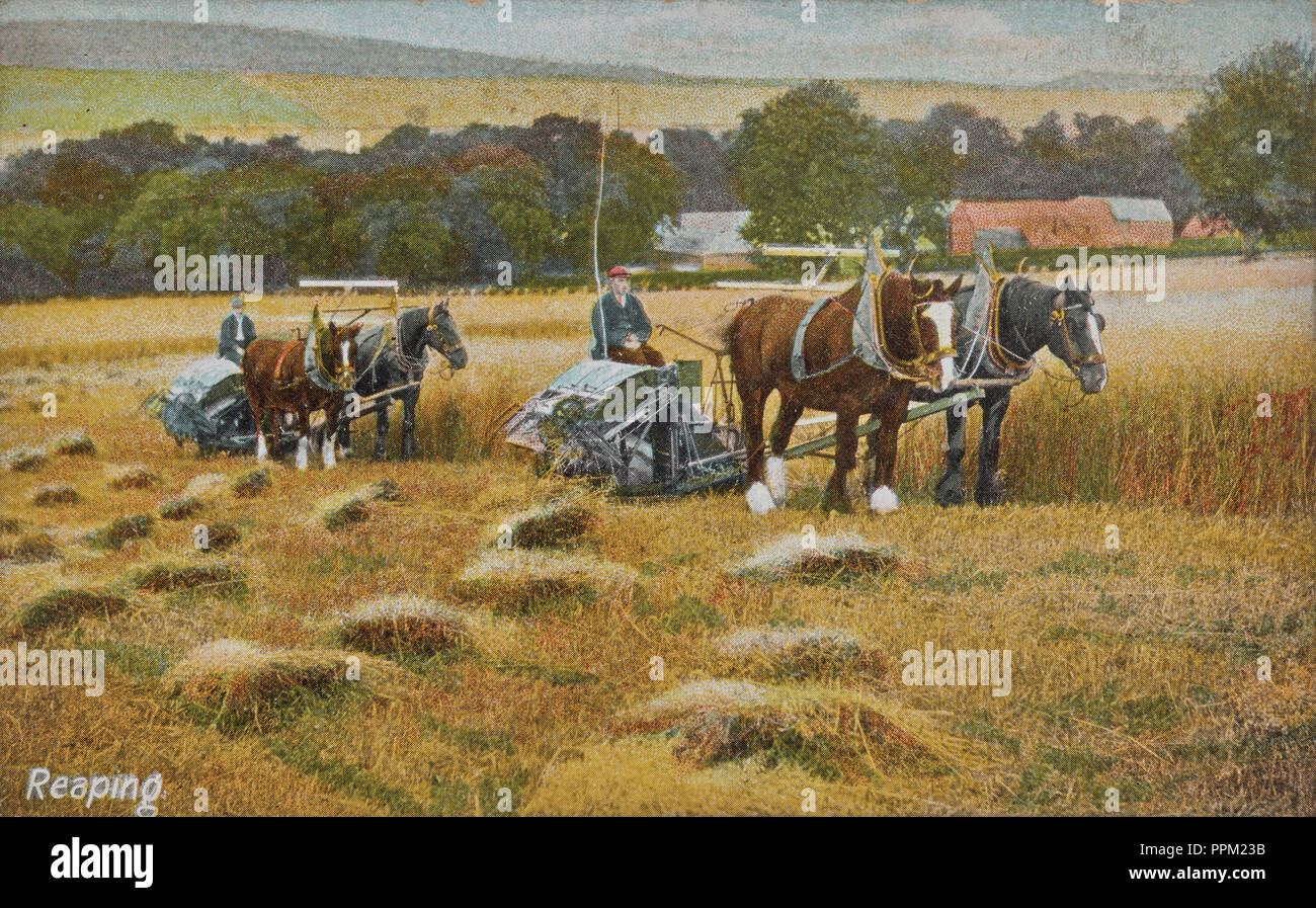 Early English postcard showing two teams of horse reaping in a field ...