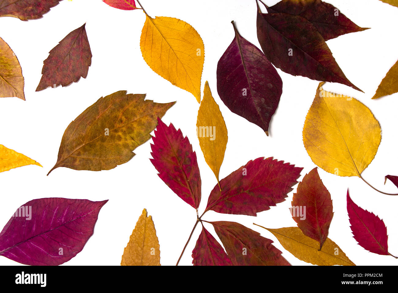 Empty card and fallen autumn leaves, fall background Stock Photo - Alamy