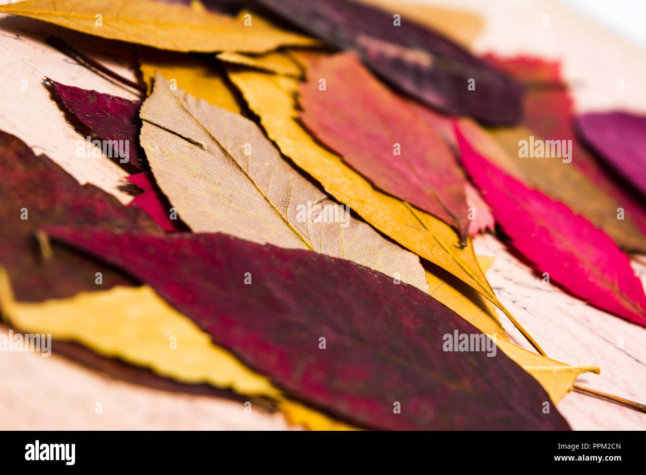 Empty card and fallen autumn leaves, fall background Stock Photo - Alamy