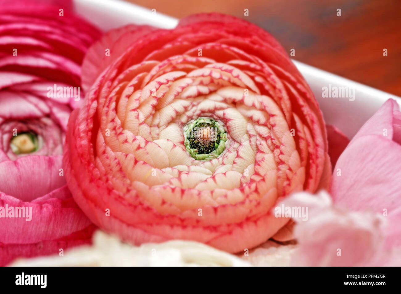Closeup ranunculus hi-res stock photography and images - Alamy