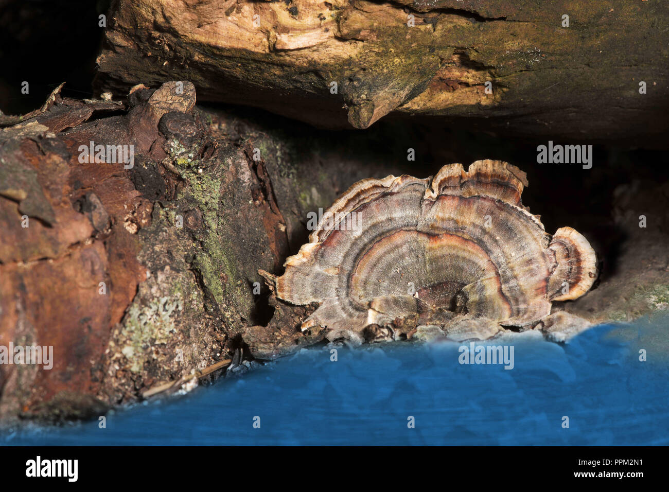 Wood ear on tree hi-res stock photography and images - Alamy