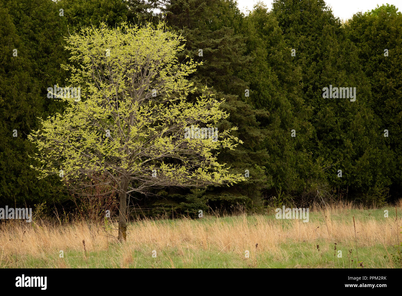 Bright Green Tree Stock Photo - Alamy