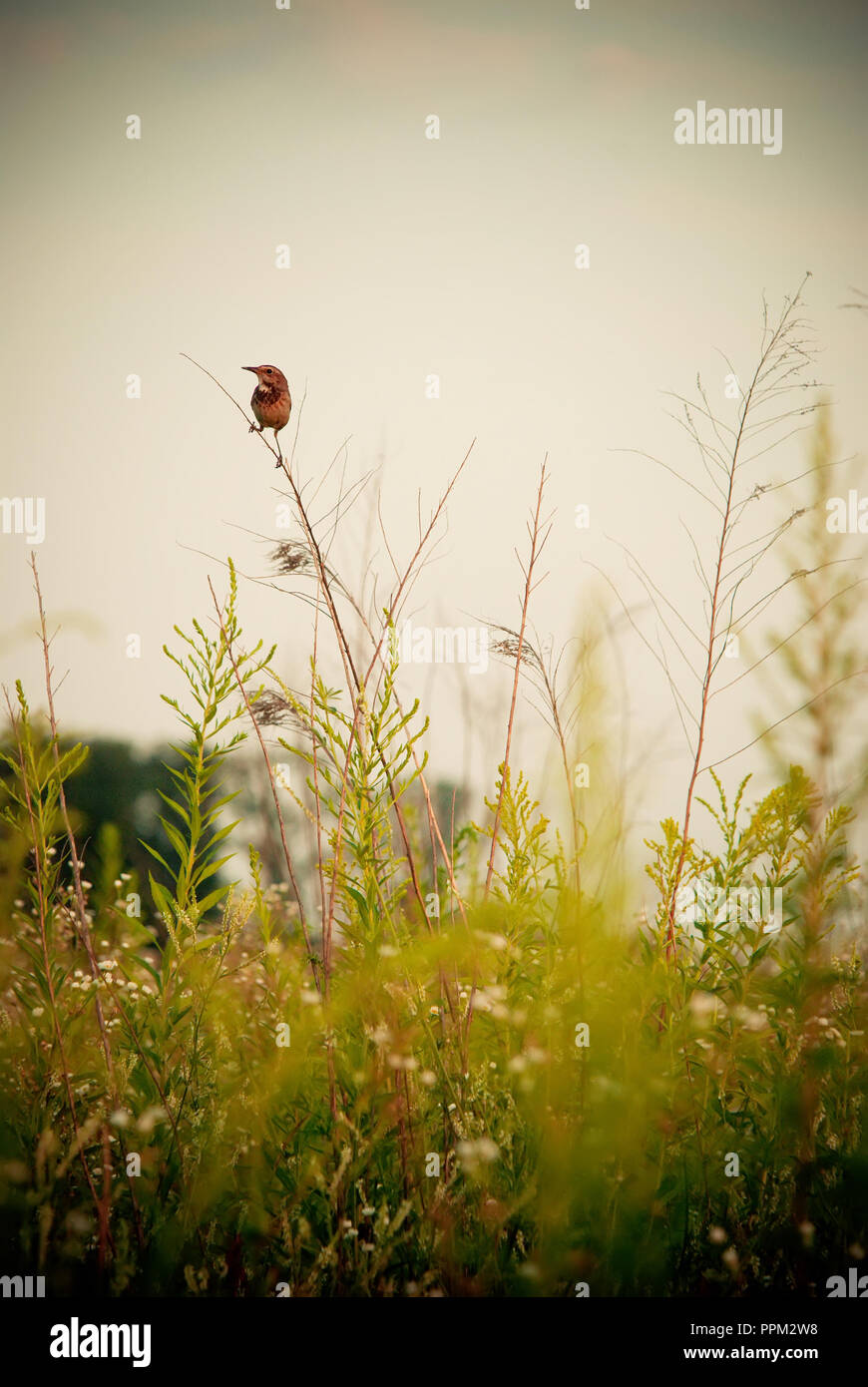 Little twig hi-res stock photography and images - Alamy