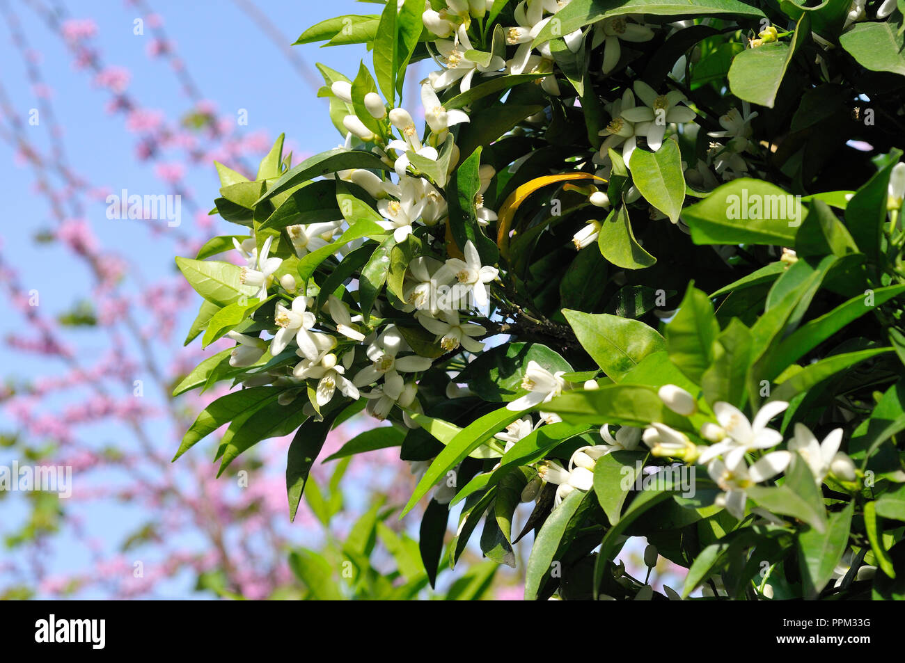 Portuguese fruit trees hi-res stock photography and images - Alamy