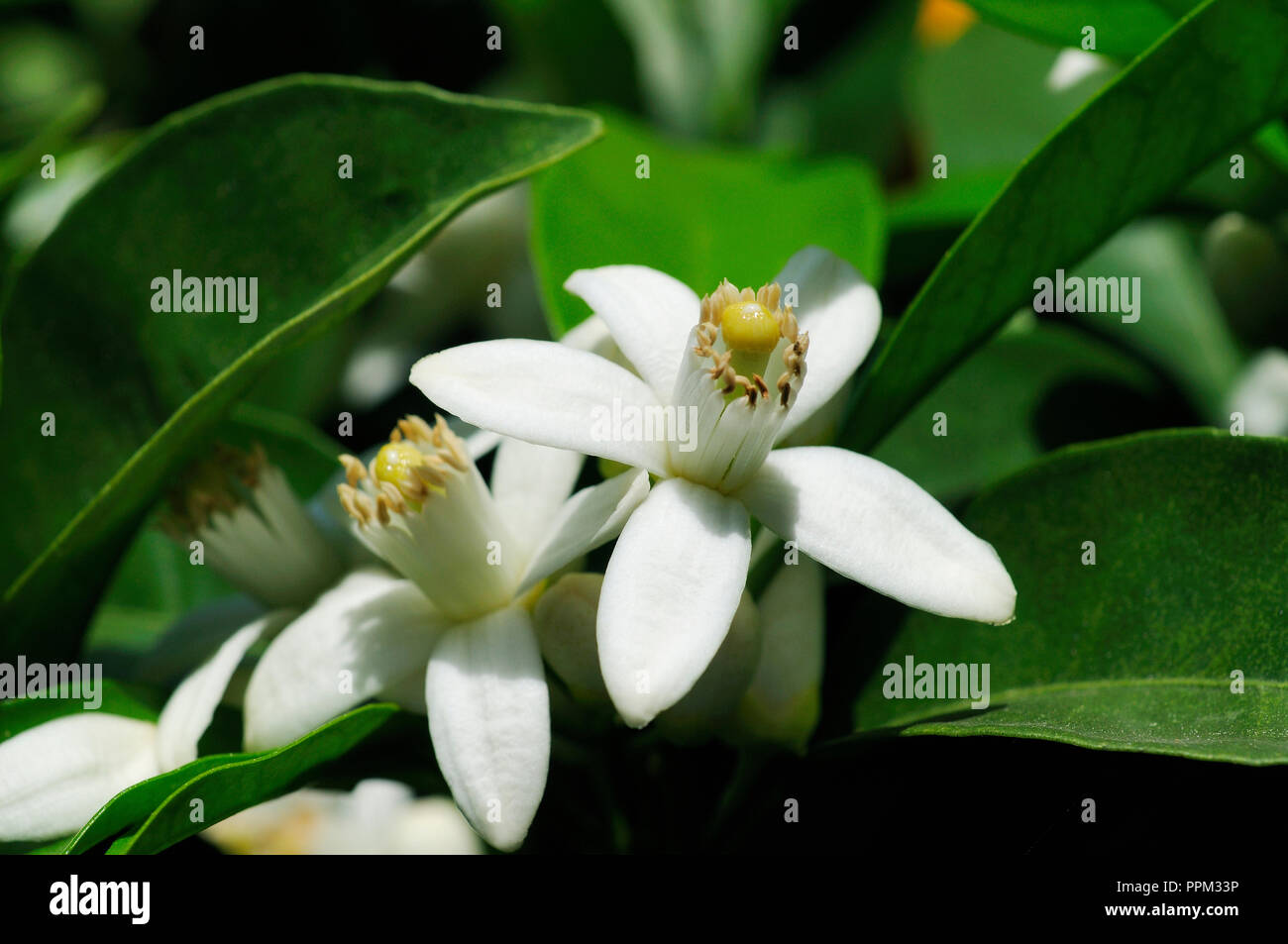 Portuguese fruit trees hi-res stock photography and images - Alamy