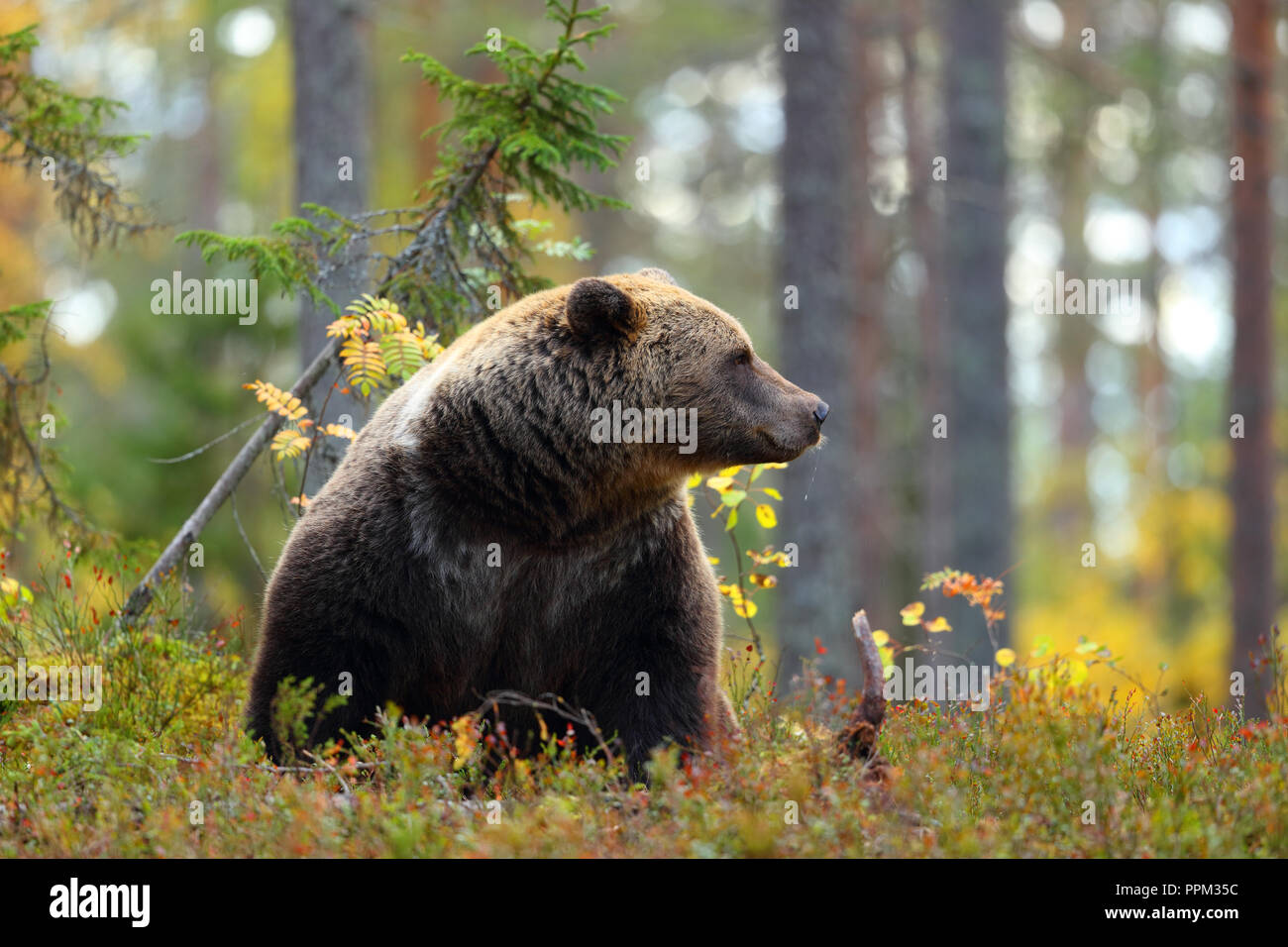Full profile of a grizzly bear hi-res stock photography and images - Alamy