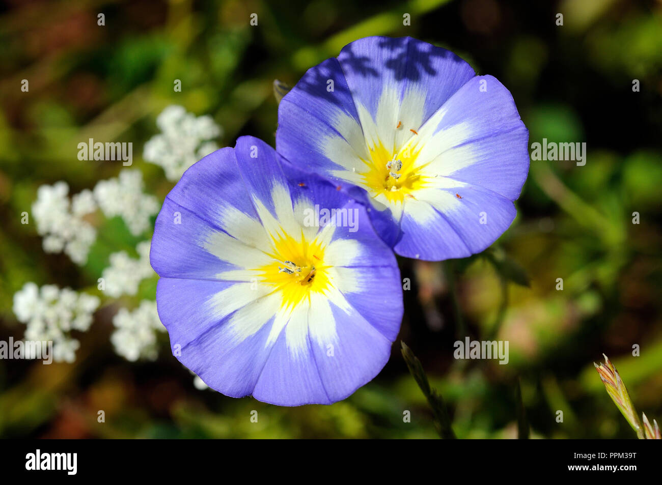 Spring in Algarve. Portugal Stock Photo - Alamy