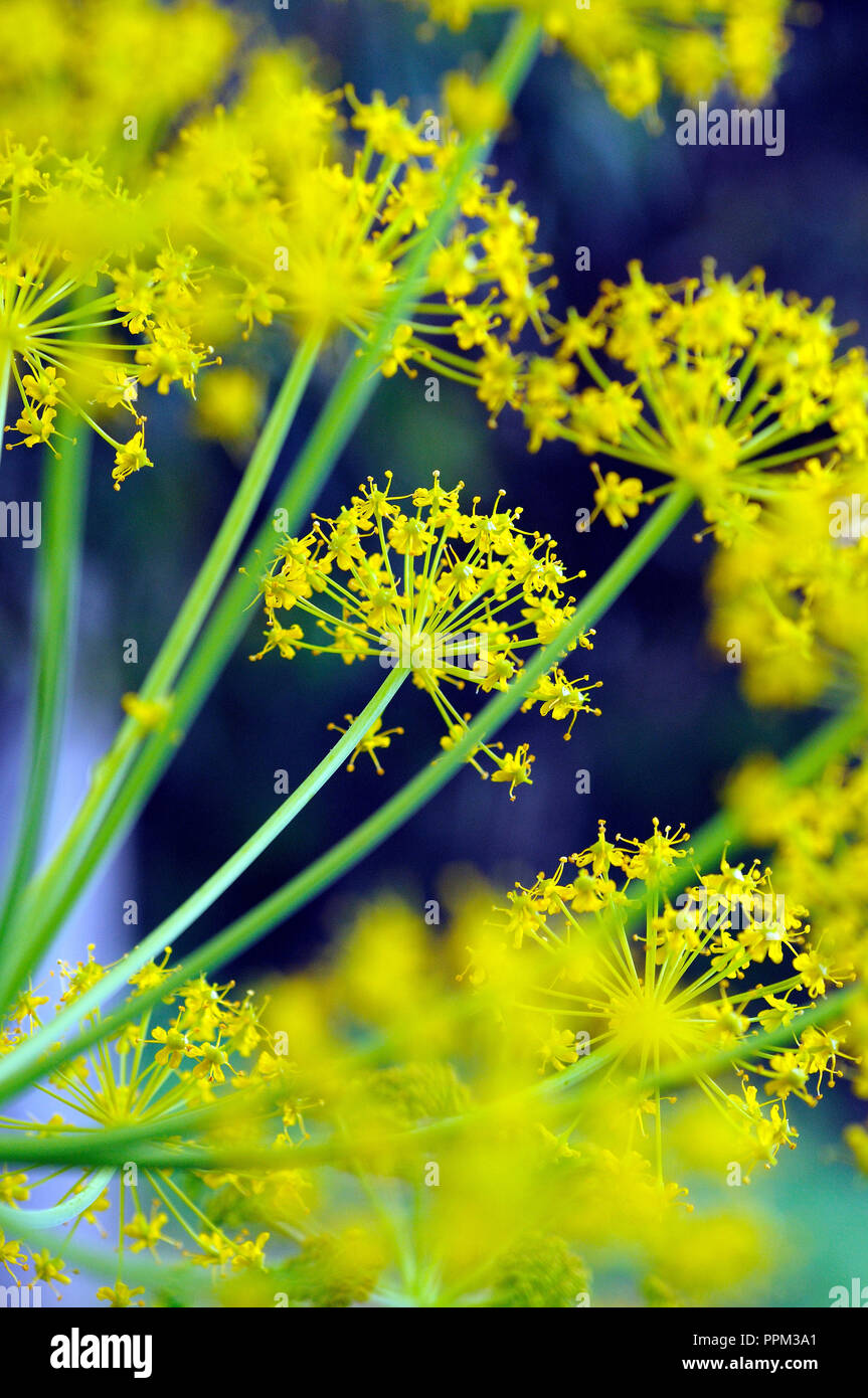 Spring in Algarve. Portugal Stock Photo - Alamy