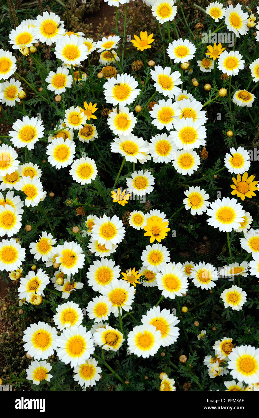 Spring in Algarve. Portugal Stock Photo - Alamy