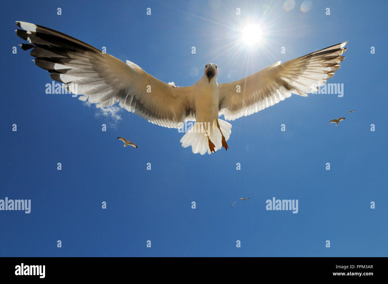 Aggressive seagull hi-res stock photography and images - Alamy