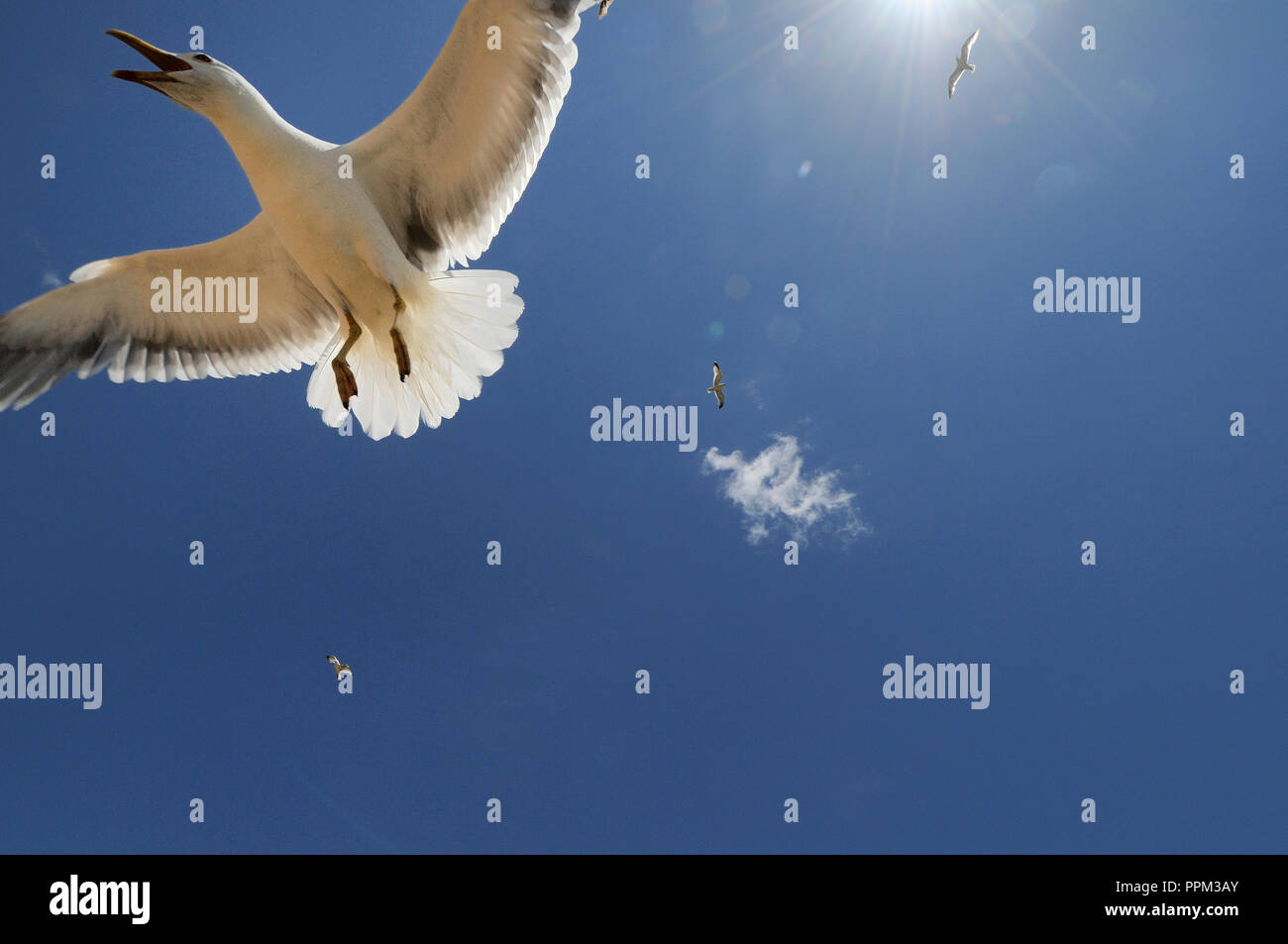 A seagull trying to protect its cubs that stayed on the nest in the ...