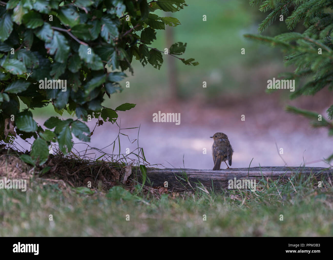 Young robin bird hi-res stock photography and images - Alamy