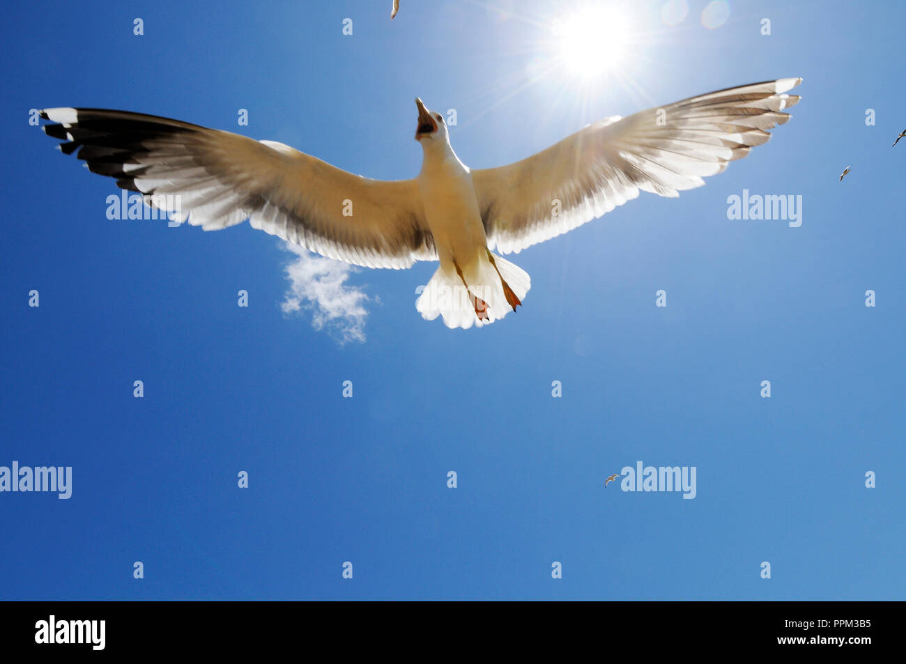 Aggressive seagull hi-res stock photography and images - Alamy