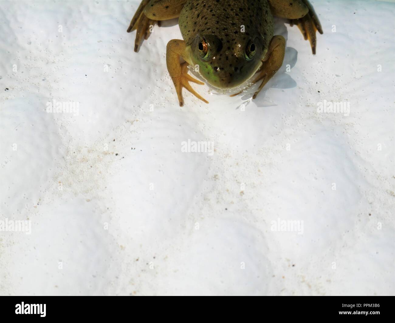 Small toad on white background with room for copy Stock Photo - Alamy