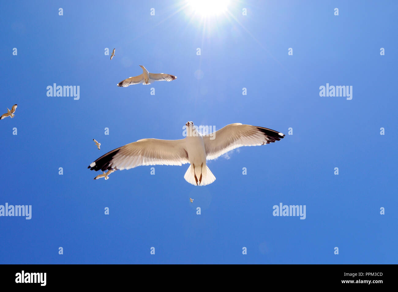 A seagull trying to protect its cubs that stayed on the nest in the ...