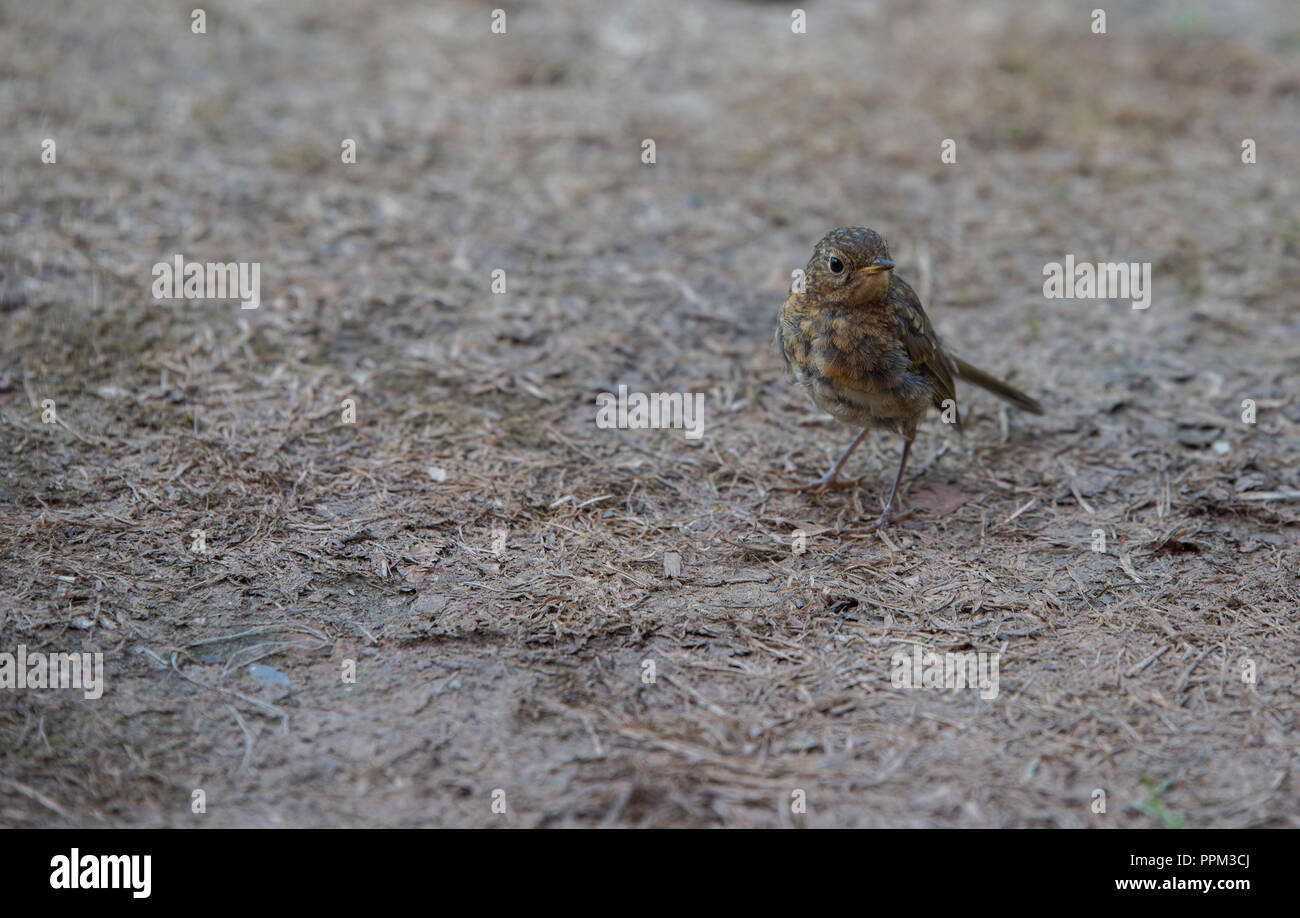 Young robin bird hi-res stock photography and images - Alamy