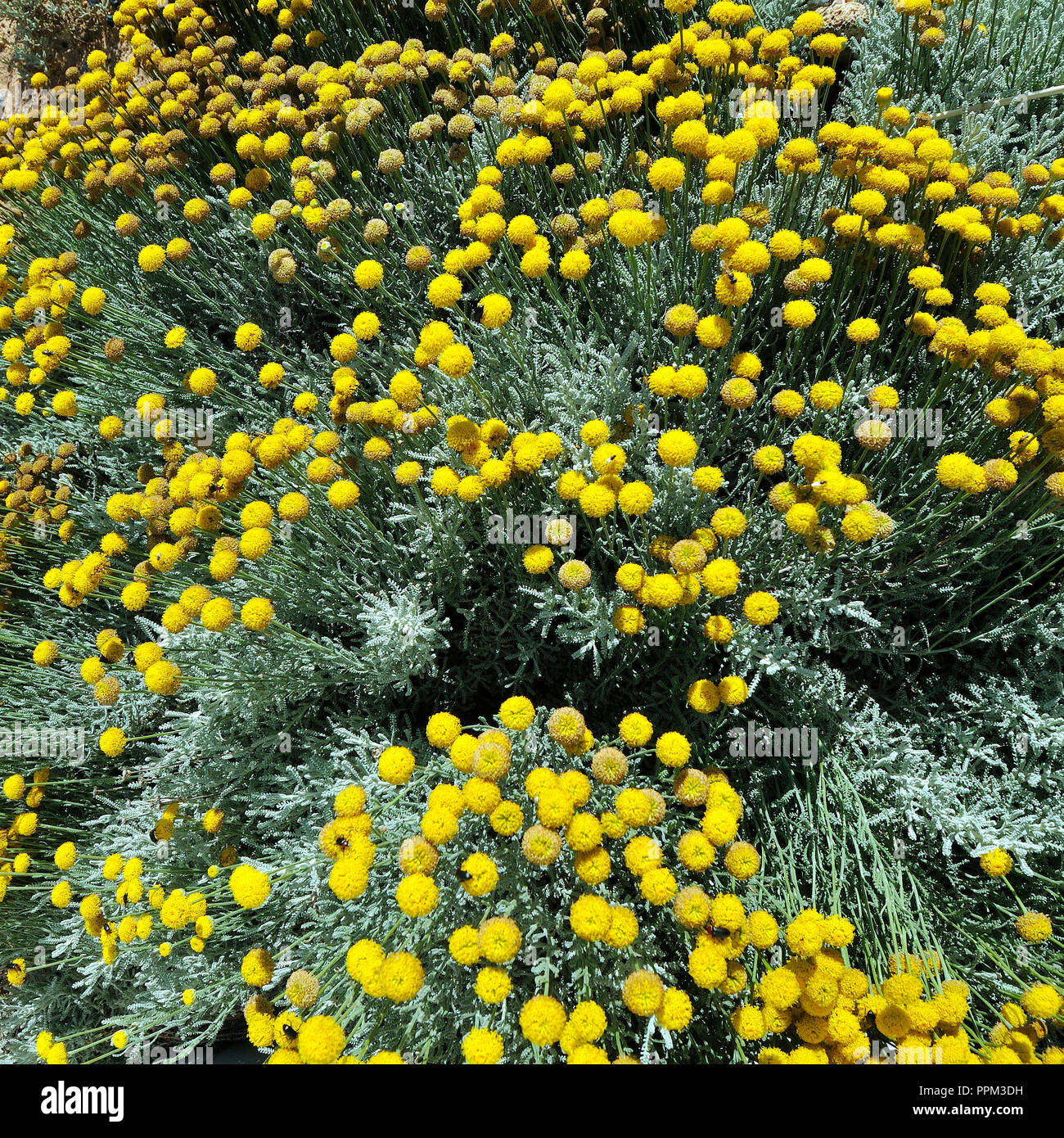 Flora in portugal hi-res stock photography and images - Alamy