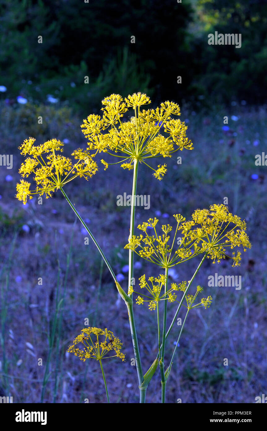 Spring in Algarve. Portugal Stock Photo - Alamy